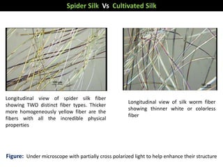 Spider silk | PPTX