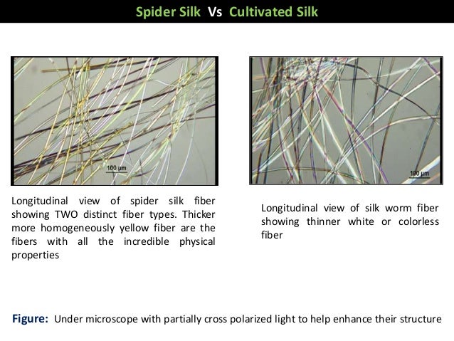 Spider Web Under Microscope