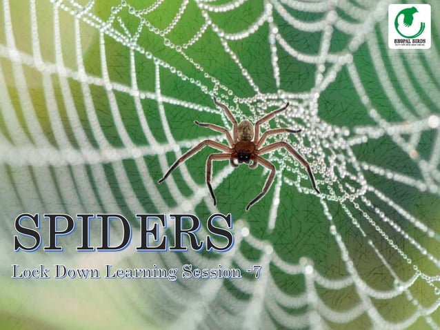 Spiders | PPTX | Biological Sciences | Science