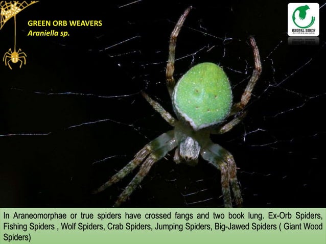 Spiders | PPTX | Biological Sciences | Science