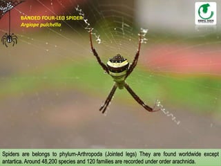 Spiders | PPTX