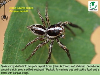 Spiders | PPTX