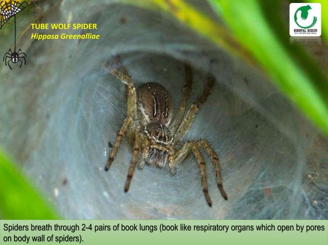 Spiders | PPTX | Biological Sciences | Science