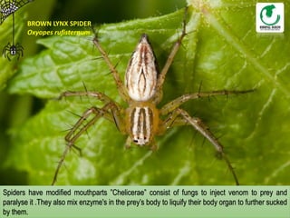 Spiders | PPTX