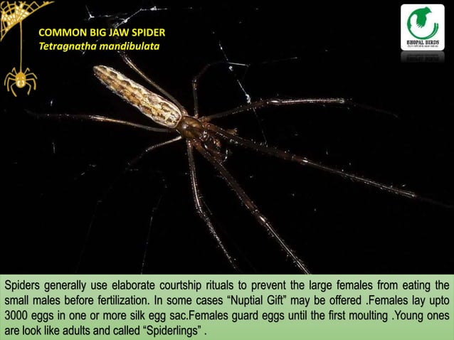 Spiders | PPTX | Biological Sciences | Science