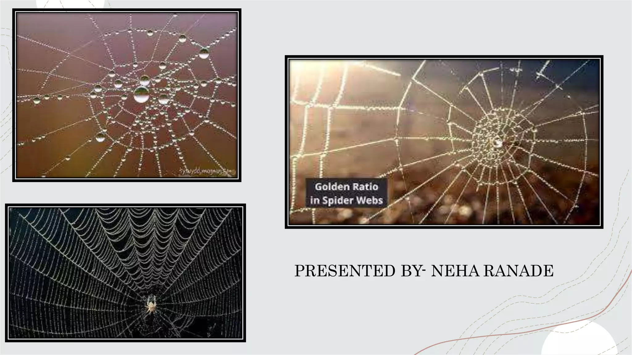 GEOMETRY IN SPIDERS WEB | PPTX