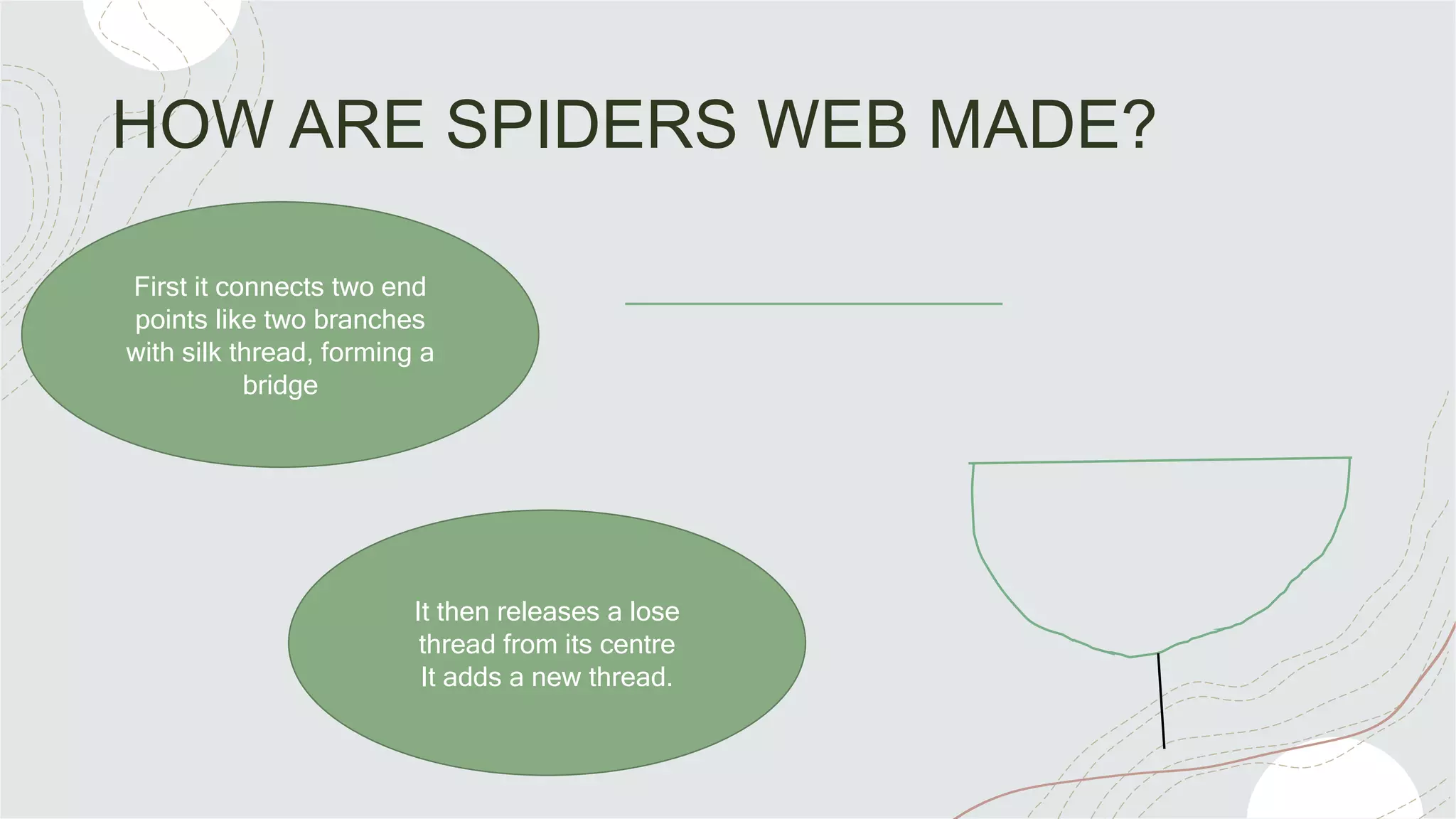 GEOMETRY IN SPIDERS WEB | PPTX