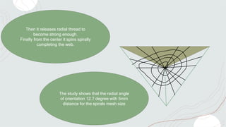 GEOMETRY IN SPIDERS WEB | PPTX