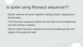 GEOMETRY IN SPIDERS WEB | PPT