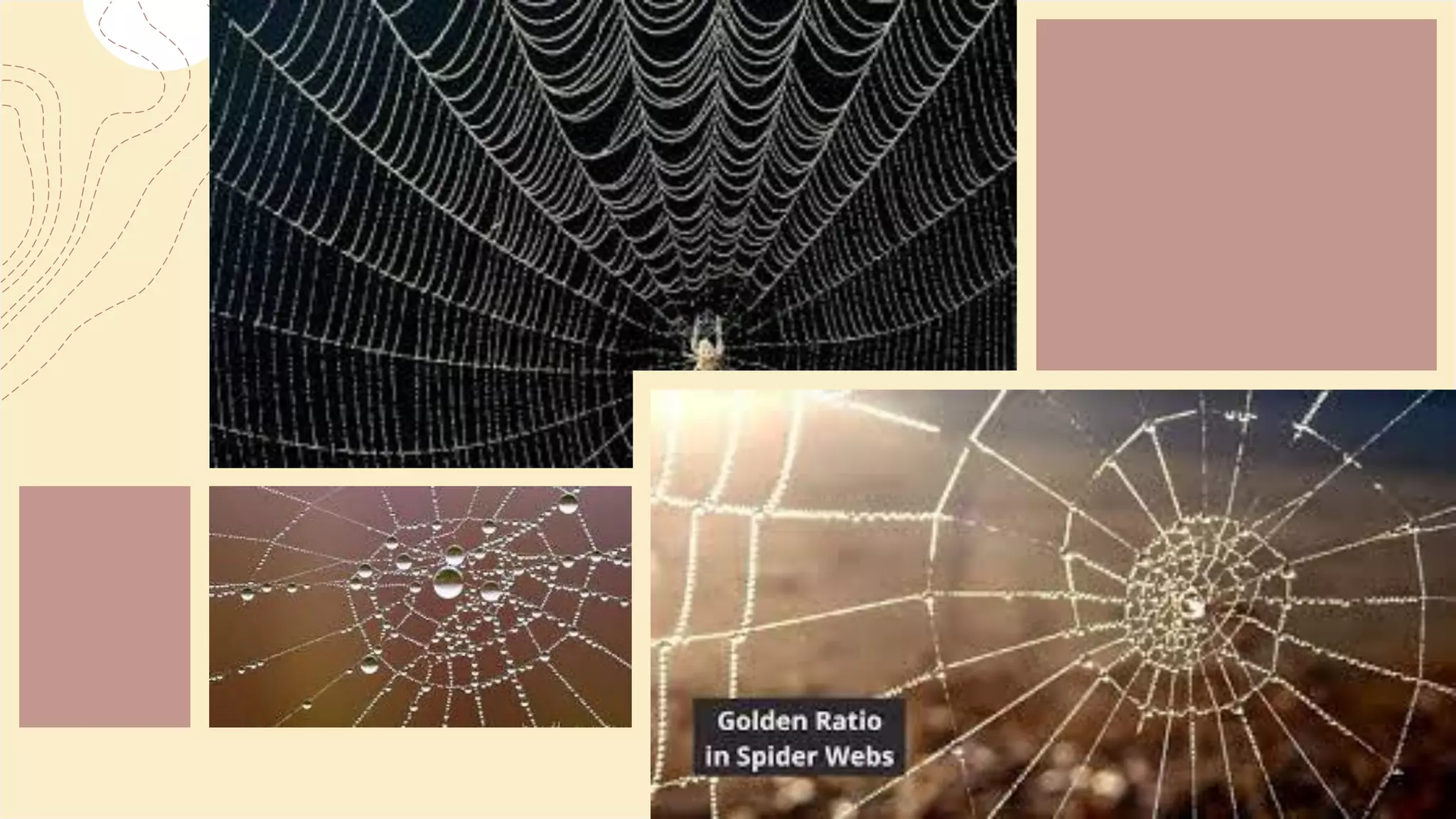 SPIDERS WEB.pdf edited.pdf