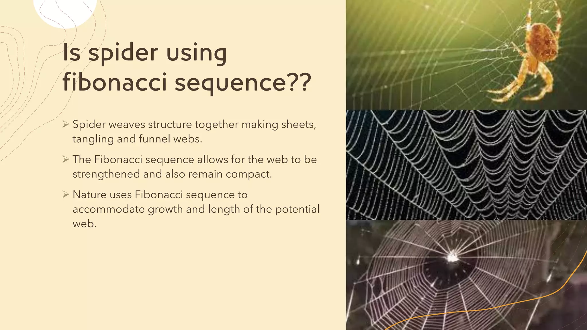 SPIDERS WEB.pdf edited.pdf