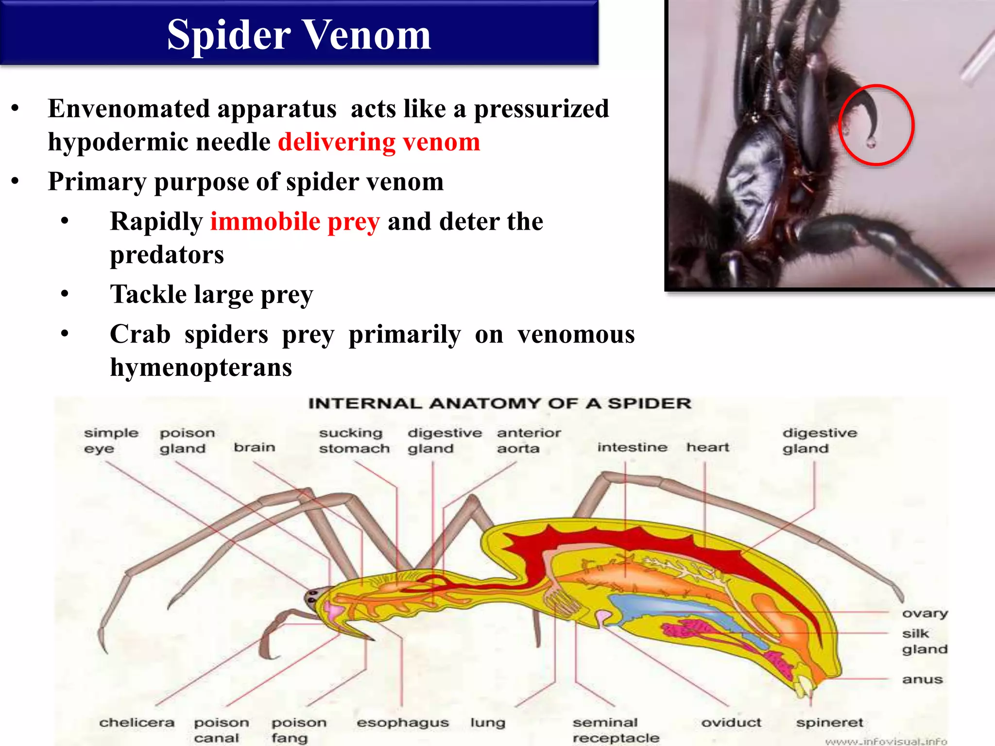 Spider Venom Credit Seminar Pptx
