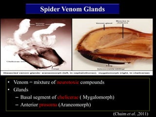 Spider venom credit seminar | PPTX