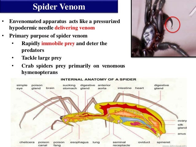 Spider venom credit seminar
