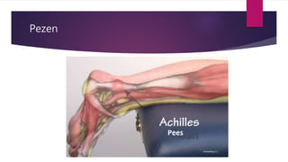 Spieren en pezen | PPT