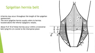 Spigelian Aponeurosis