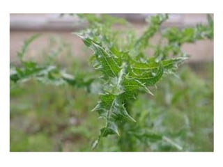 Spiky and soft | PPTX