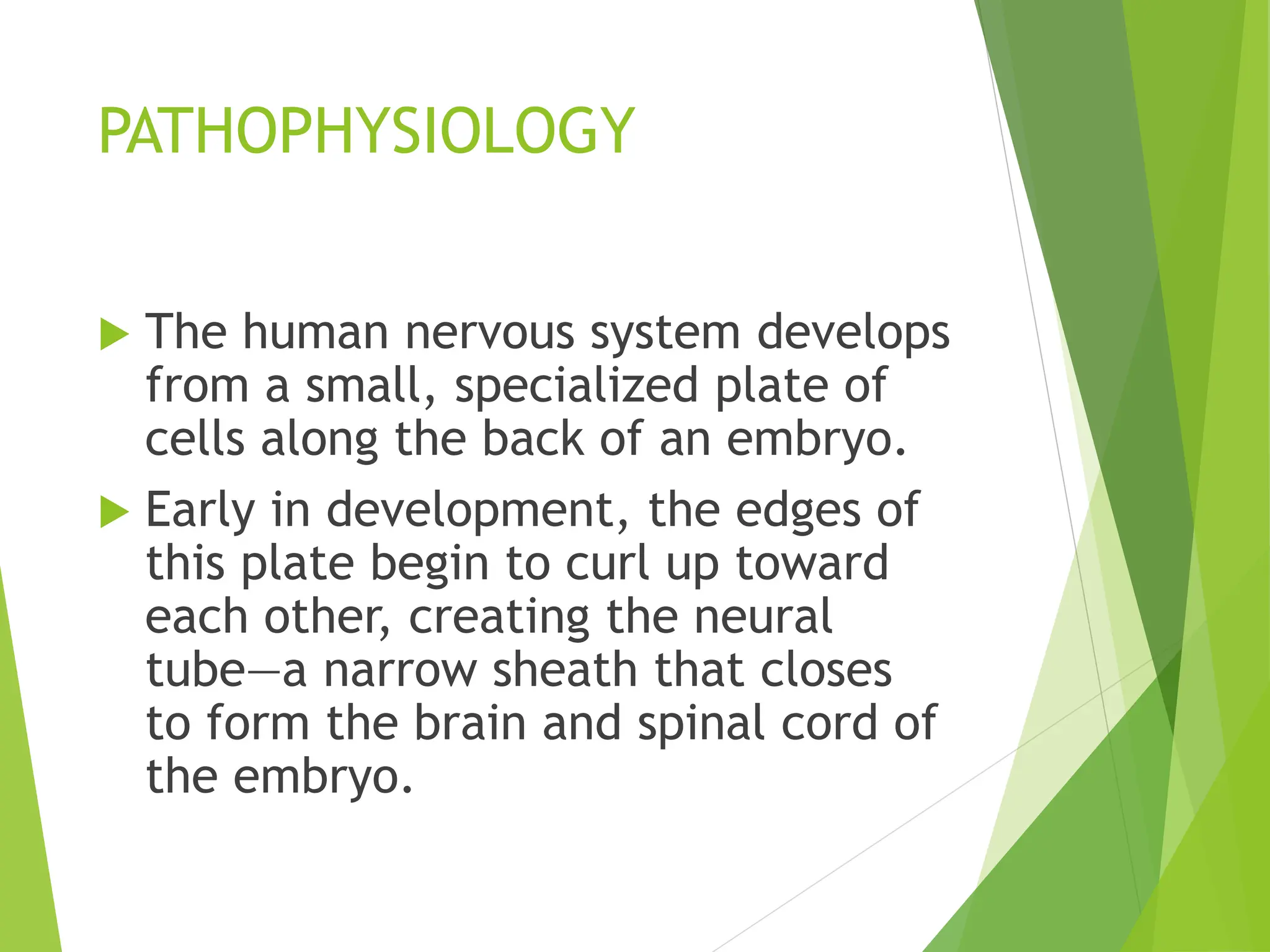 spina bifida types classifications and detailed patho | PPTX