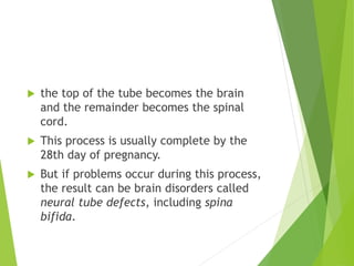 spina bifida types classifications and detailed patho | PPTX