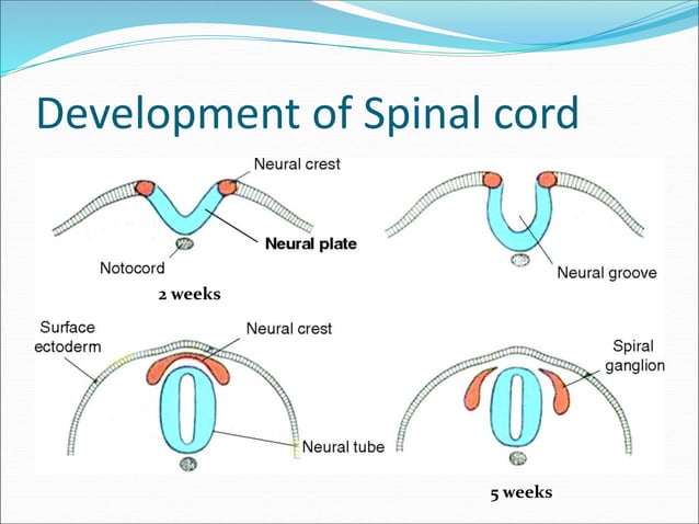 Spina bifida | PPT