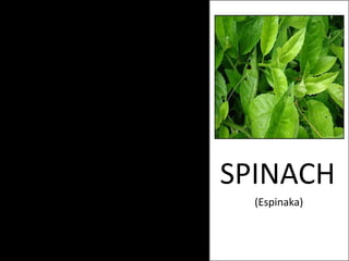 Spinach | PPT