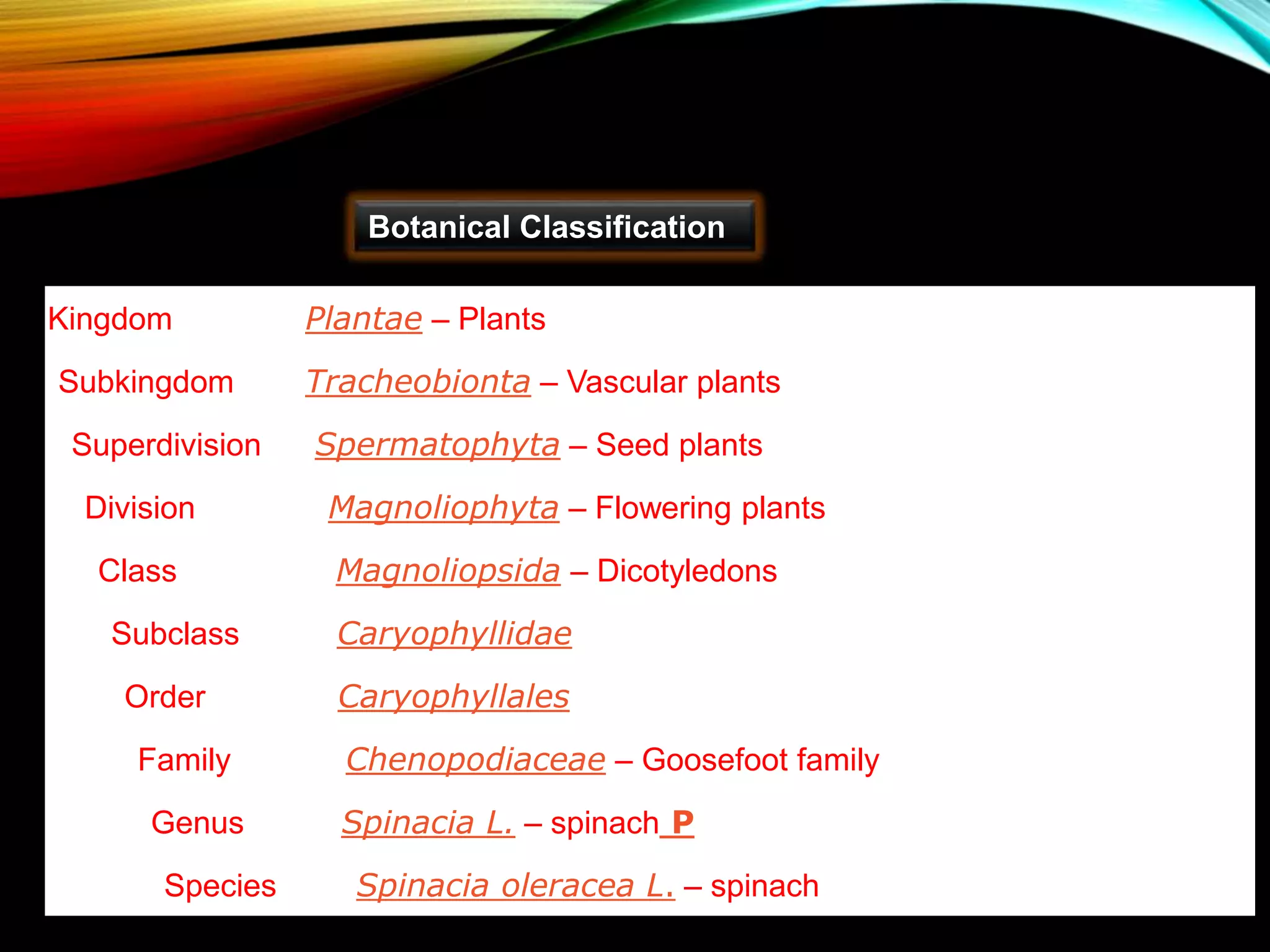 Production Technology of Spinach By Kashif Farooq(AAUR) | PPTX