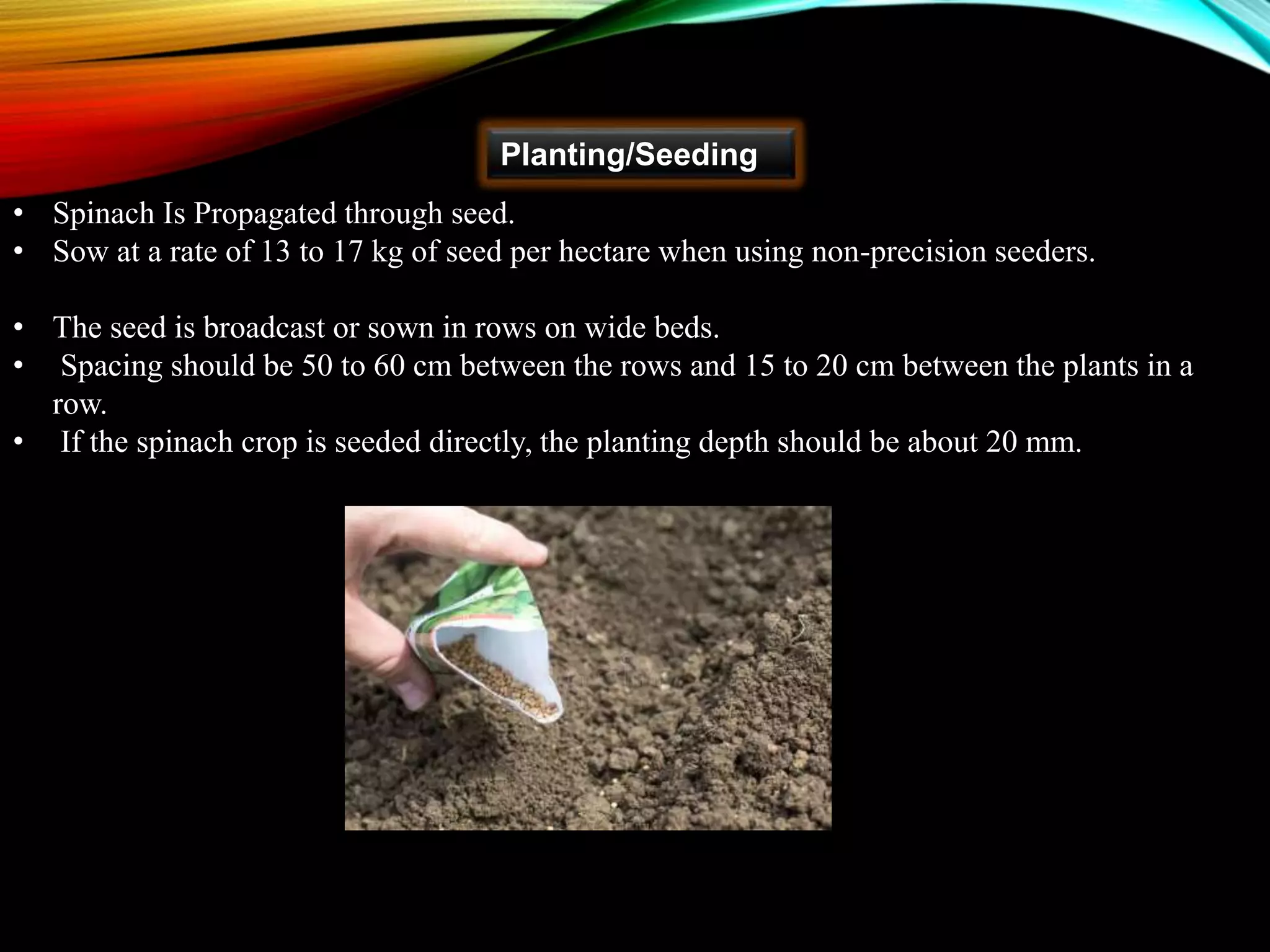 Production Technology of Spinach By Kashif Farooq(AAUR) | PPTX