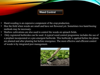 Production Technology of Spinach By Kashif Farooq(AAUR) | PPTX