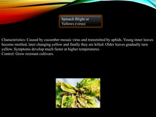 Production Technology of Spinach By Kashif Farooq(AAUR) | PPTX