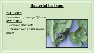 Post Harvest Disease Management Of Spinach | PPTX