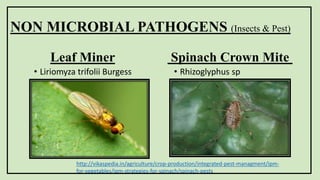 Post Harvest Disease Management Of Spinach | PPTX | Gardening | Home ...