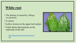 Post Harvest Disease Management Of Spinach | PPTX | Gardening | Home ...