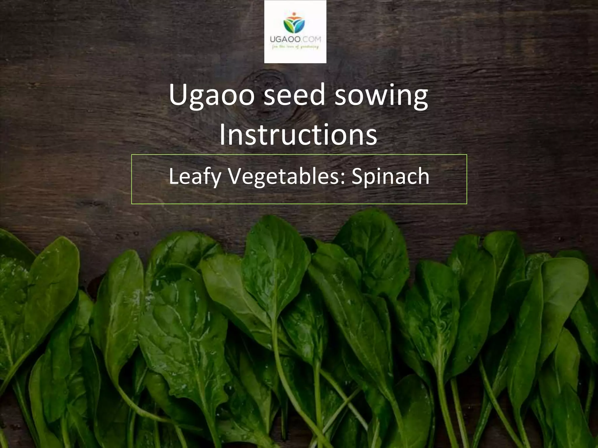 Spinach sowing instructions.pptx | Agriculture | Industries