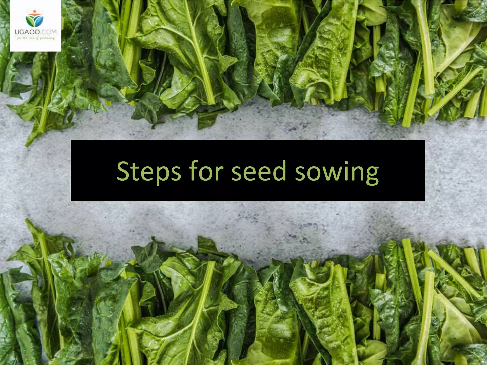 Spinach sowing instructions.pptx | Agriculture | Industries