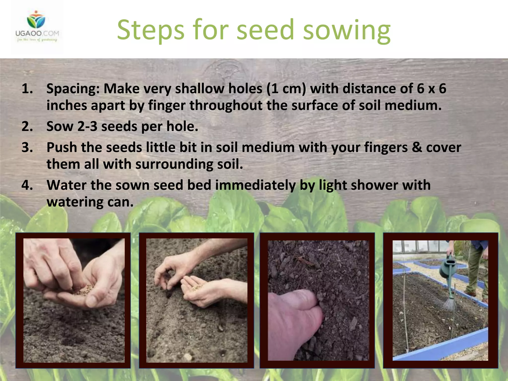 Spinach sowing instructions.pptx | Agriculture | Industries