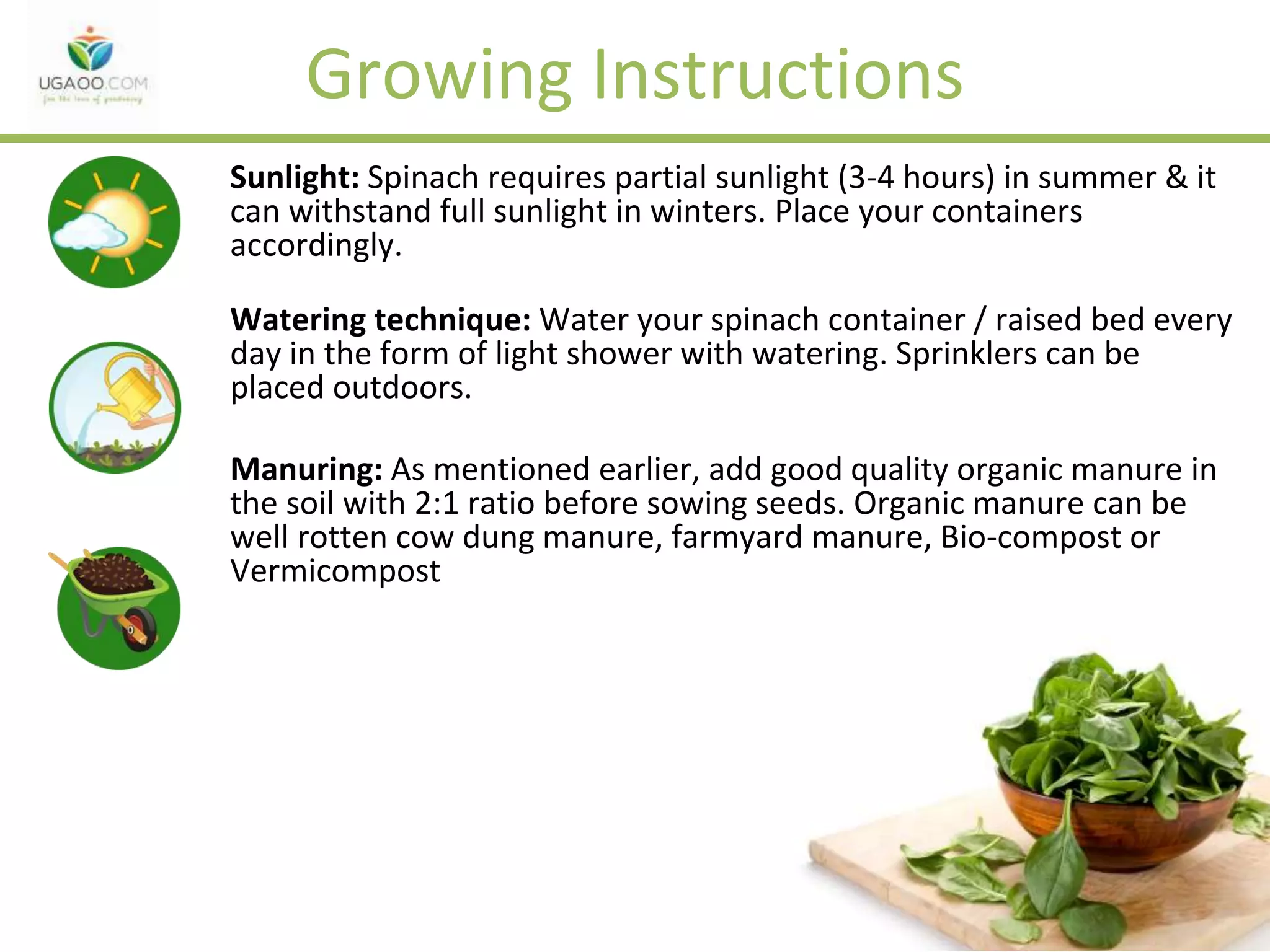 Spinach sowing instructions.pptx | Agriculture | Industries