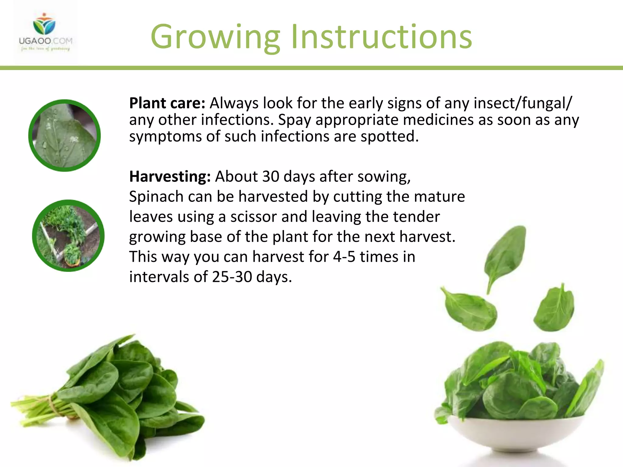 Spinach sowing instructions.pptx | Agriculture | Industries