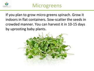 Spinach sowing instructions.pptx