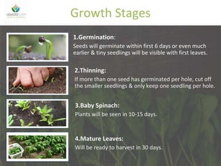 Spinach sowing instructions.pptx