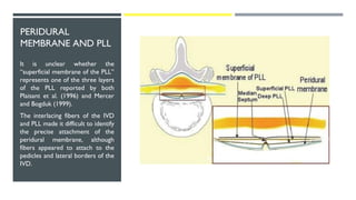spinal-canal_anatomy_alessandro-marzagalli (1).pdf