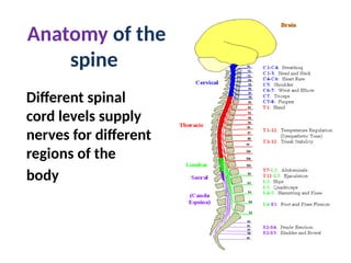 a general spinal-cord-disorders-uwks.pptx