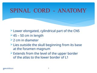 spinal-cord-functions & clinical significance.pptx