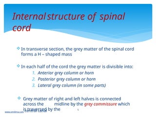 spinal-cord-functions & clinical significance.pptx