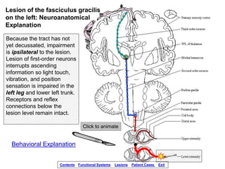 Fasciculus Gracilis From The Neurons