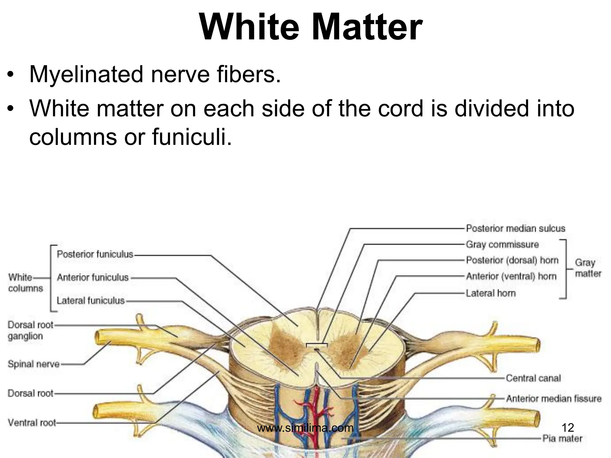 spinal cord and Spinal nerves indepth ppt | PDF