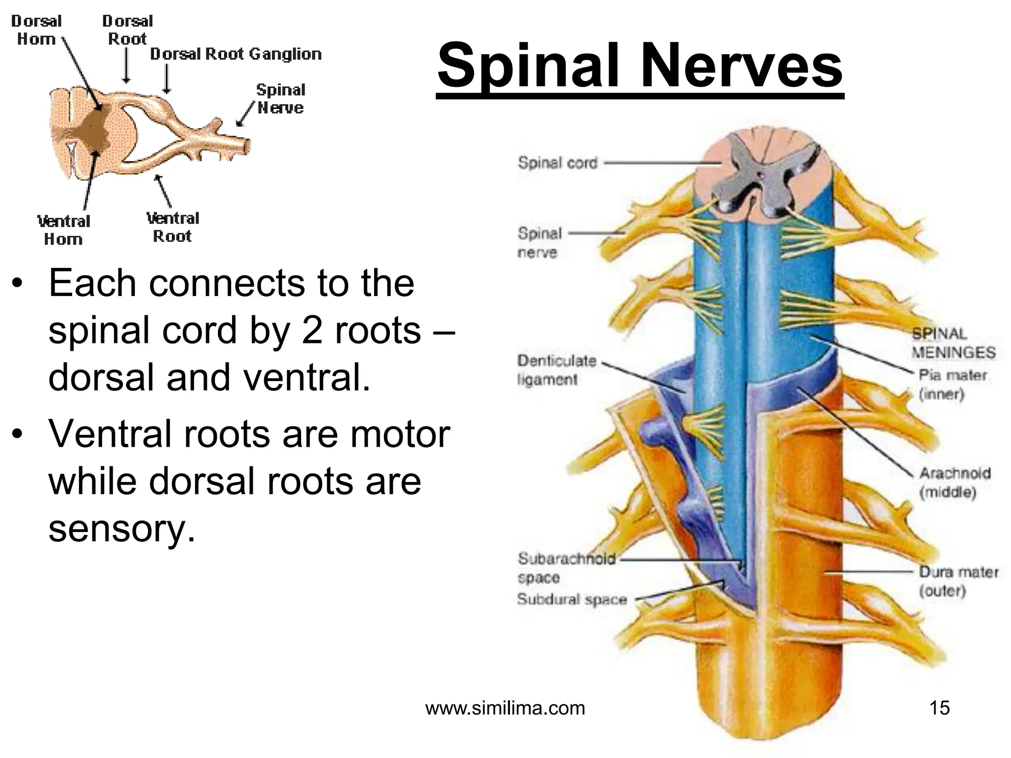spinal cord and Spinal nerves indepth ppt | PDF