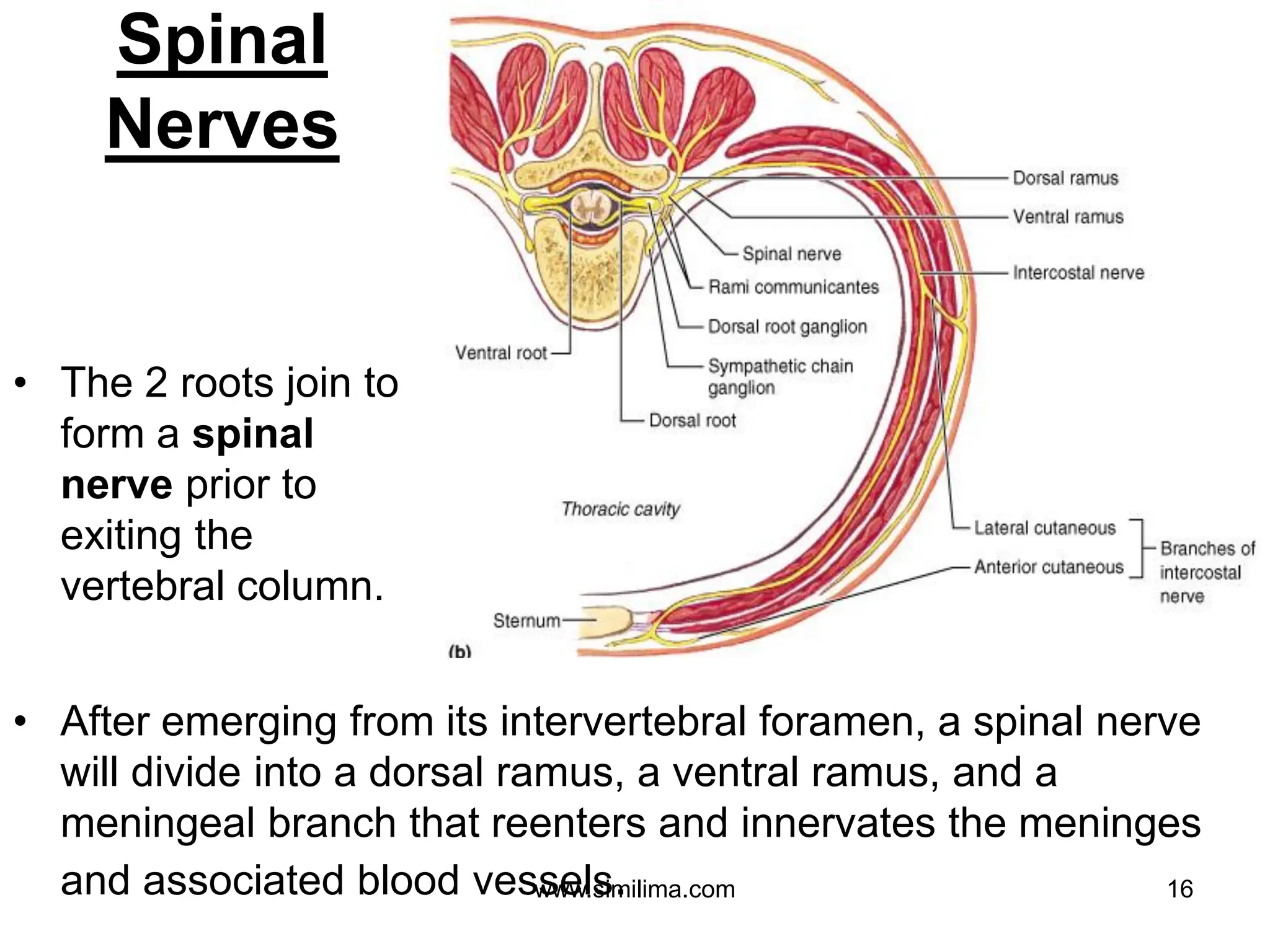 spinal cord and Spinal nerves indepth ppt | PDF