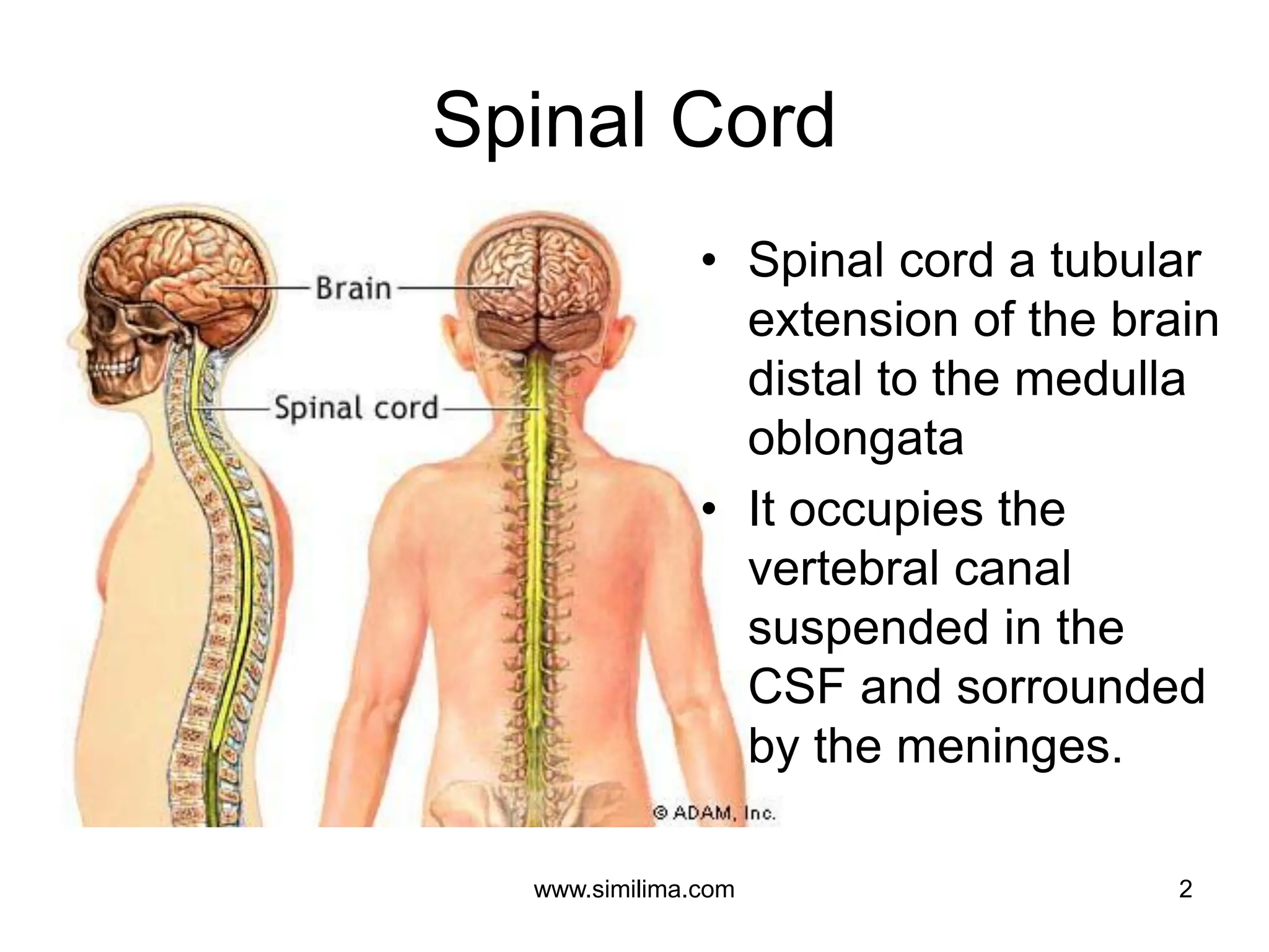 spinal cord and Spinal nerves indepth ppt | PDF
