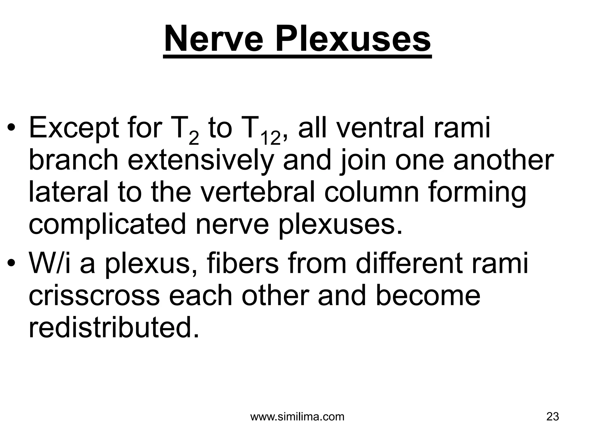 spinal cord and Spinal nerves indepth ppt | PDF