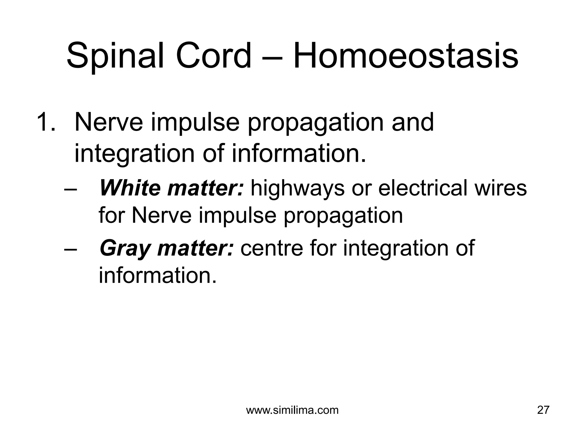spinal cord and Spinal nerves indepth ppt | PDF